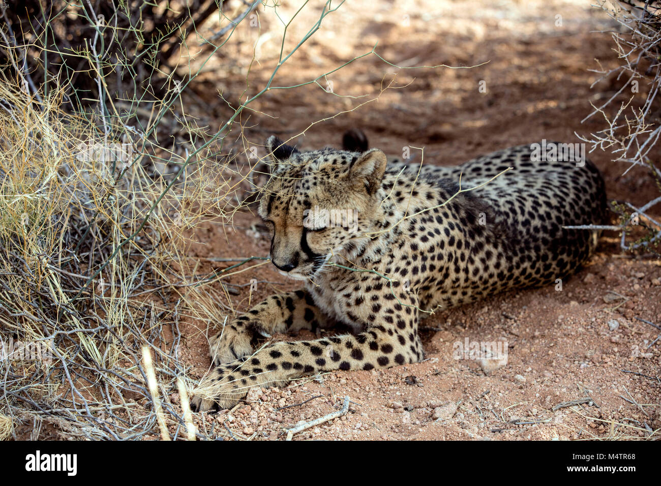 Cheetah is a large cat of the subfamily Felinae. Picture taken in ...