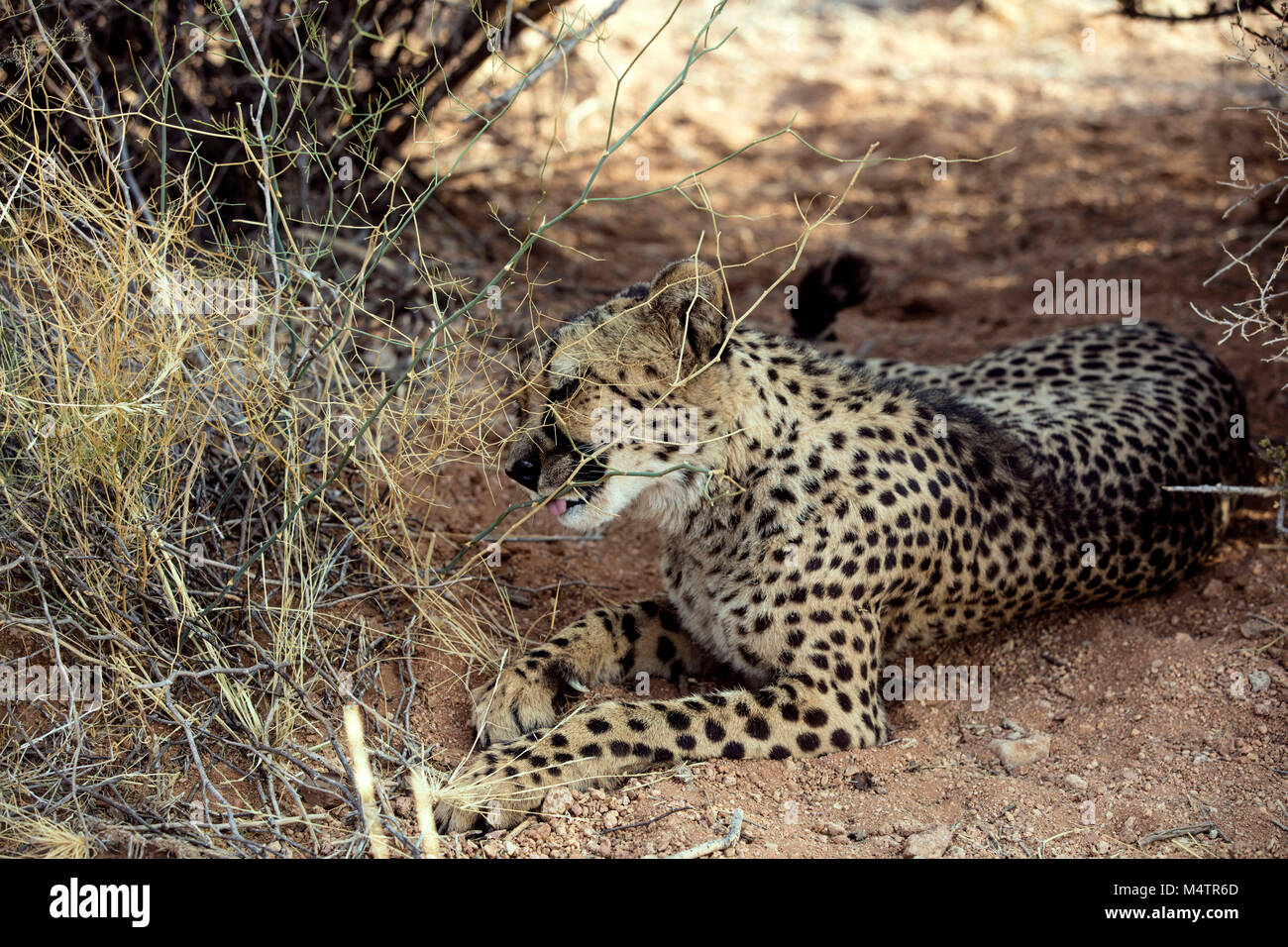 Cheetah is a large cat of the subfamily Felinae. Picture taken in ...