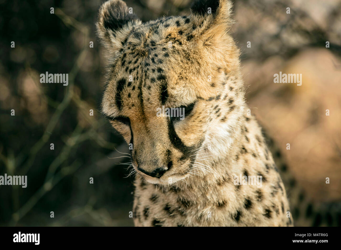 Subfamily Felinae Stock Photos & Subfamily Felinae Stock Images - Alamy