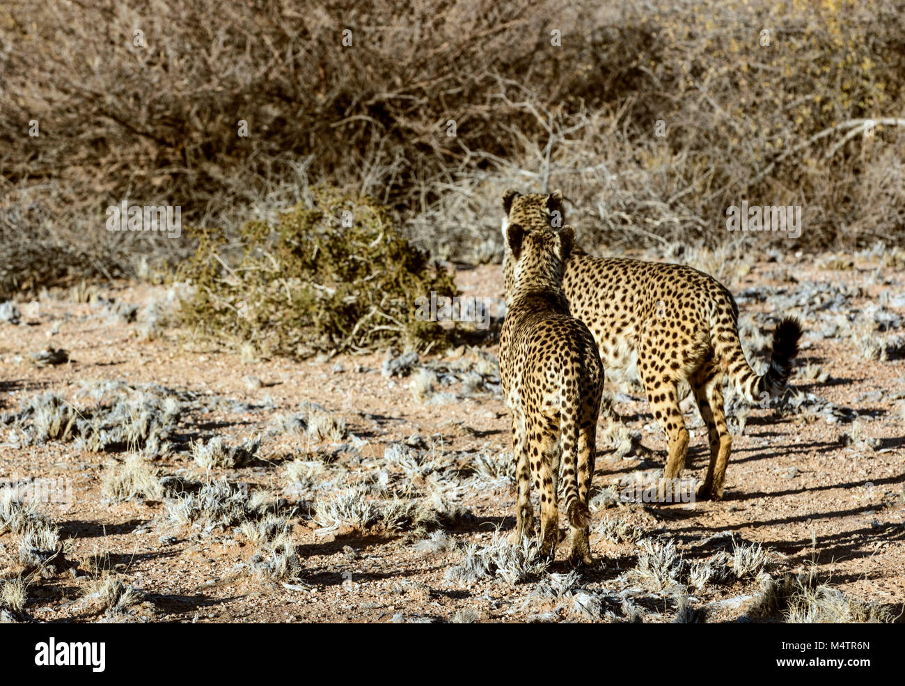 Subfamily felinae hi-res stock photography and images - Alamy
