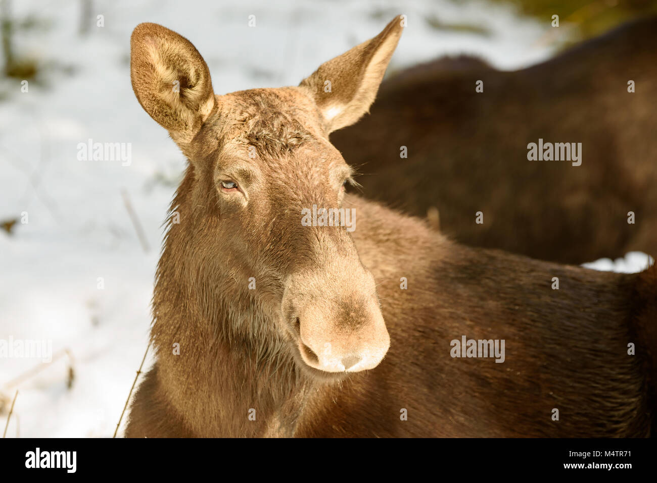 Adult female moose (Alces alces) portrait in sunshine while lying in ...
