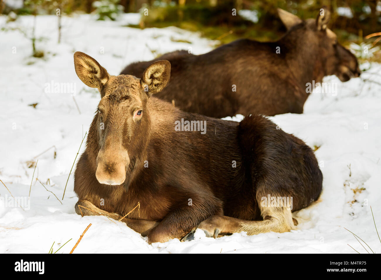 Two adult female hi-res stock photography and images - Alamy