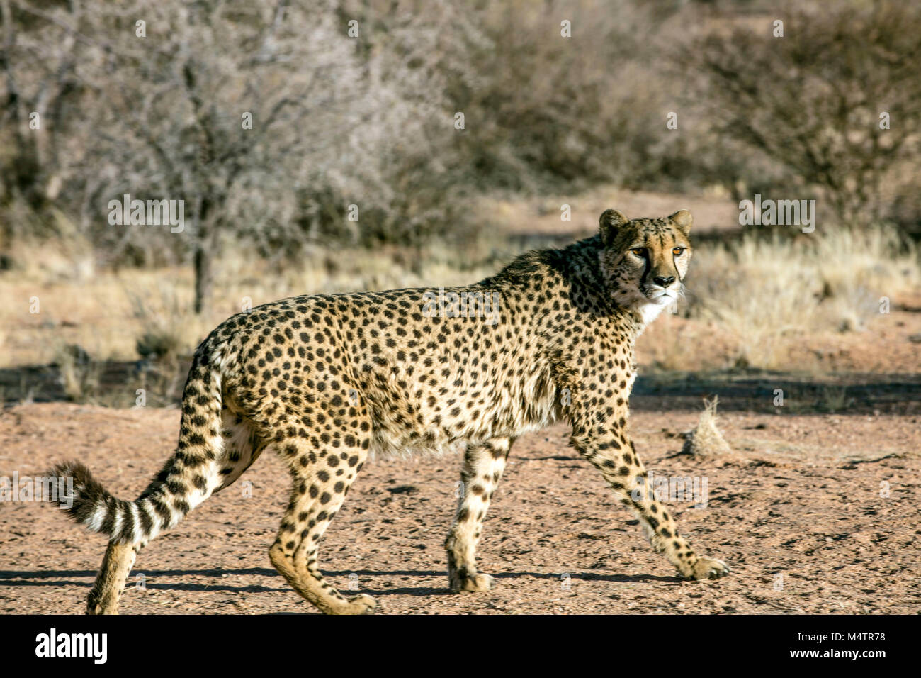 Subfamily felinae hi-res stock photography and images - Alamy