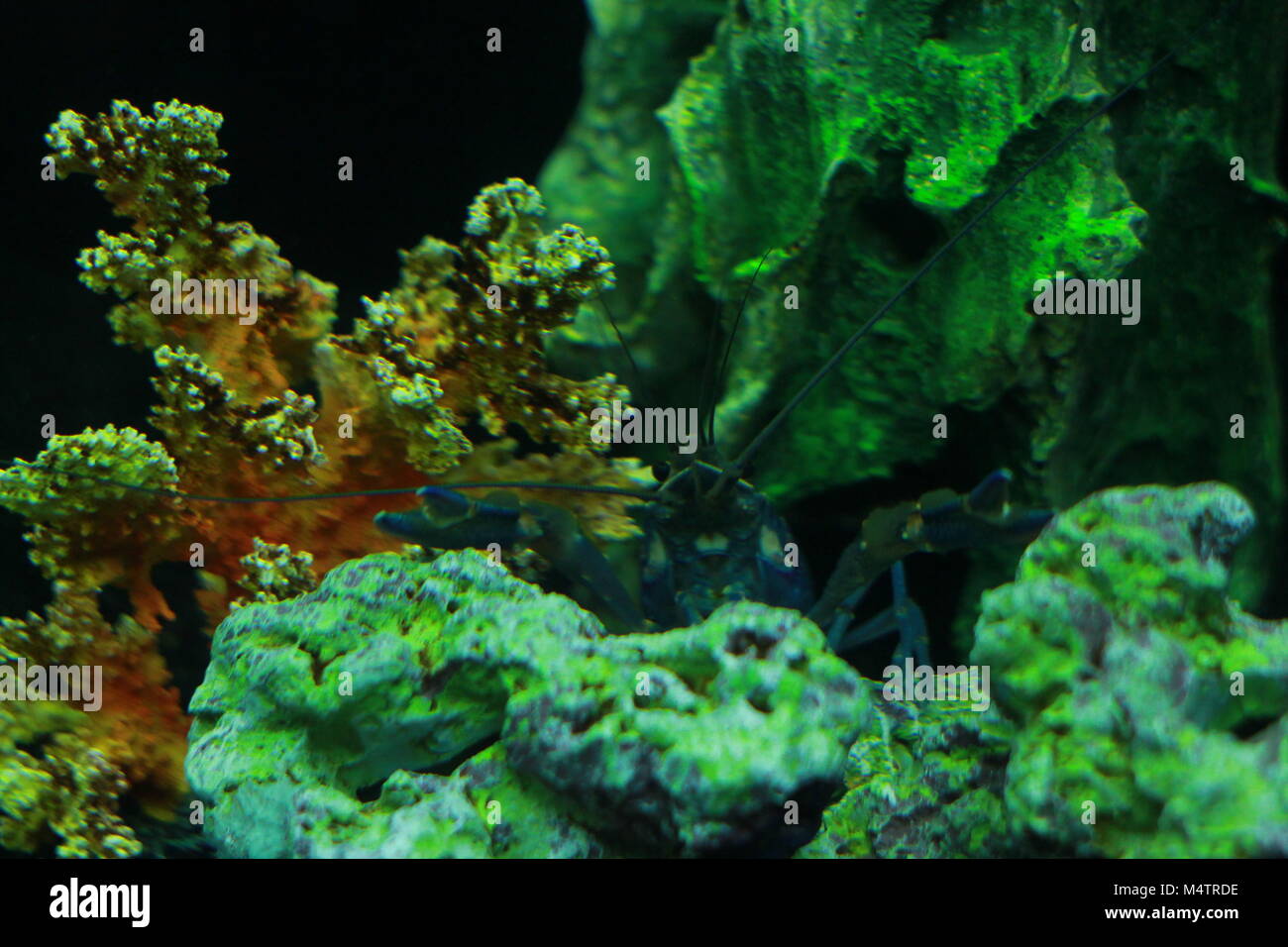 Blue crayfish in aquarium hi-res stock photography and images - Alamy