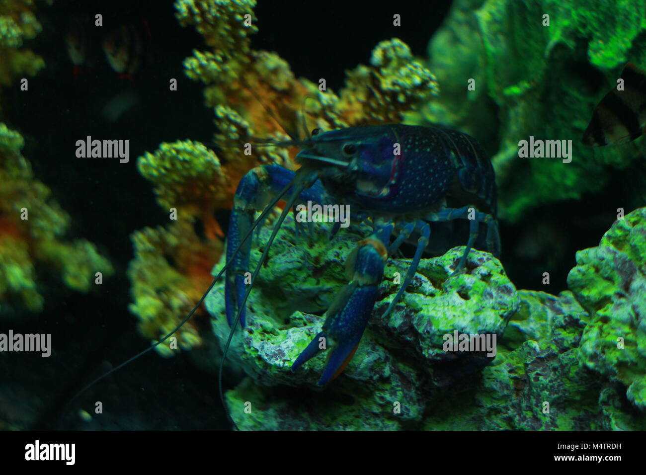 Blue crayfish in aquarium hi-res stock photography and images - Alamy