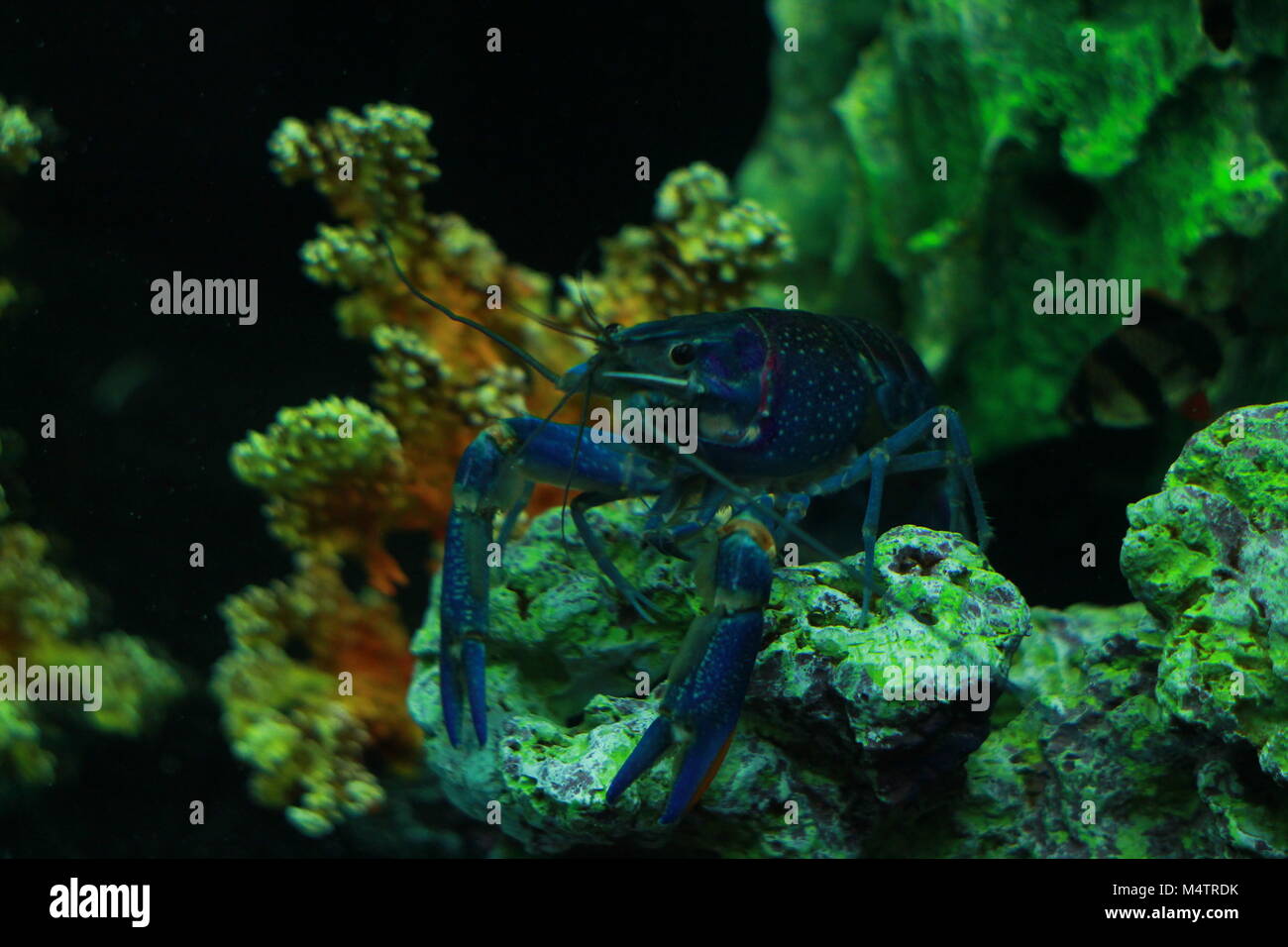 Blue crayfish hi-res stock photography and images - Alamy