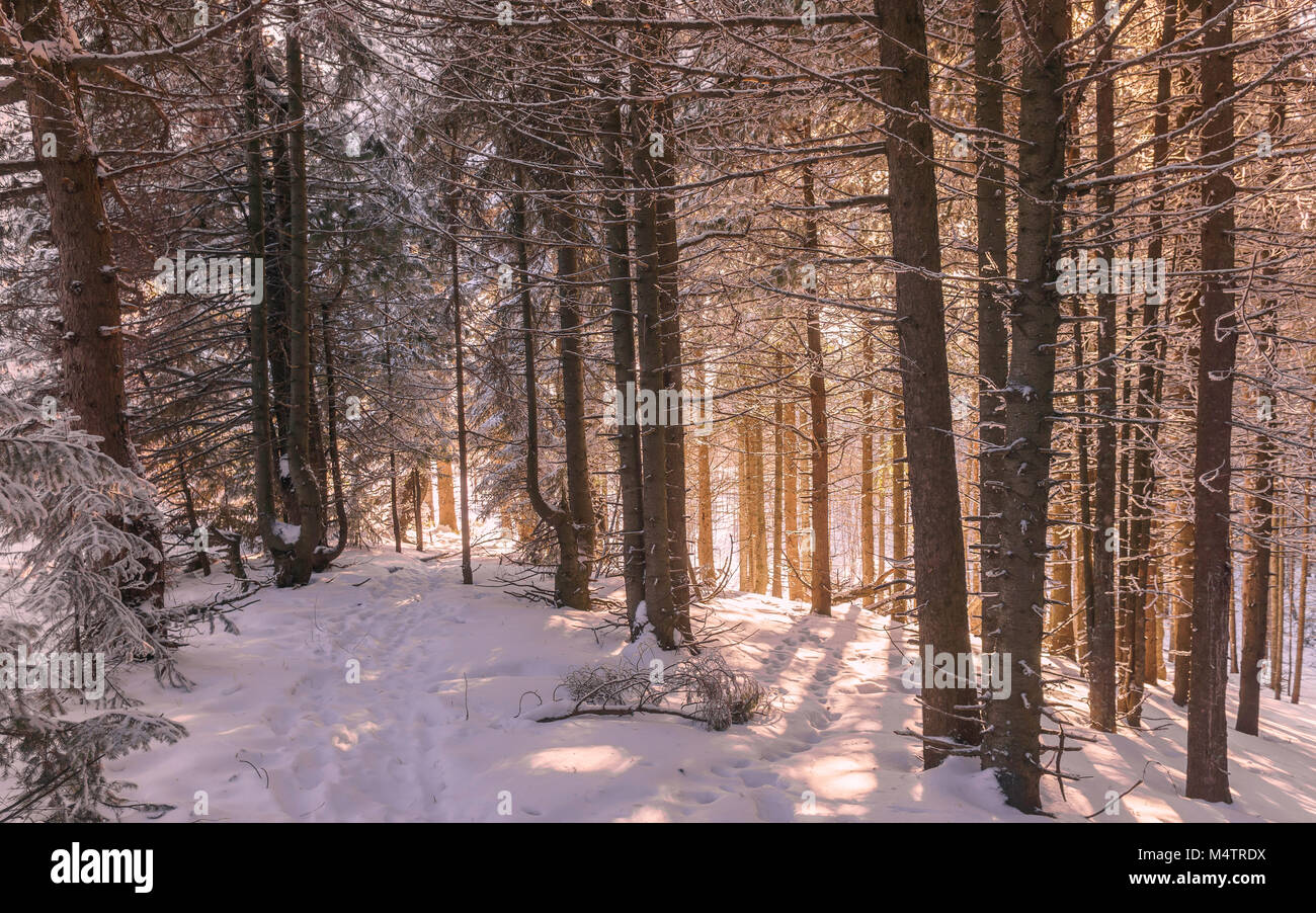 The winter forest on the sunset, beautiful warm light Stock Photo - Alamy