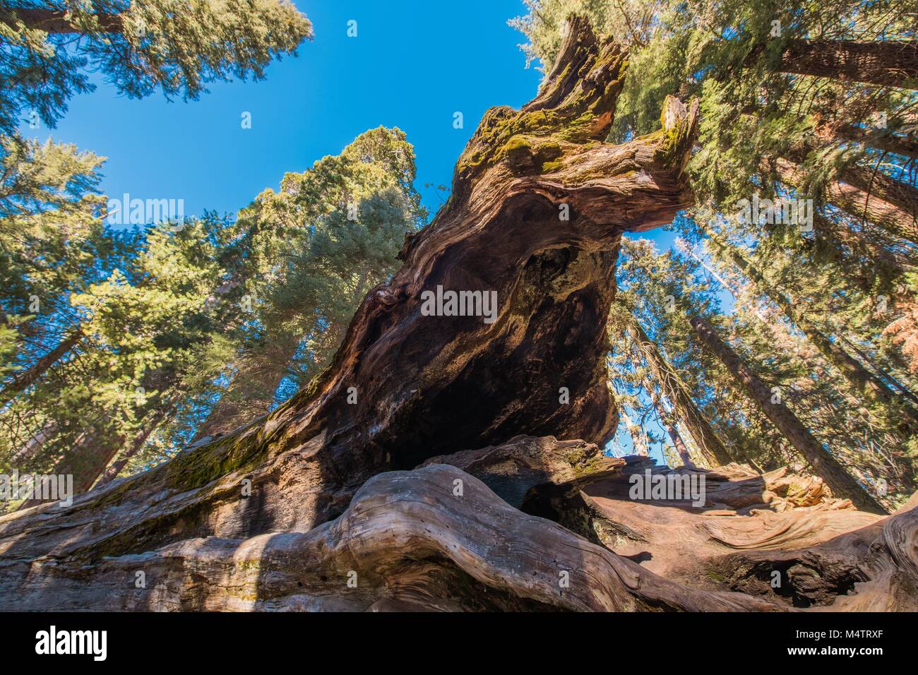Fallen Giant Sequoia Tree in the Ancient Grove. Sequoias National Park ...