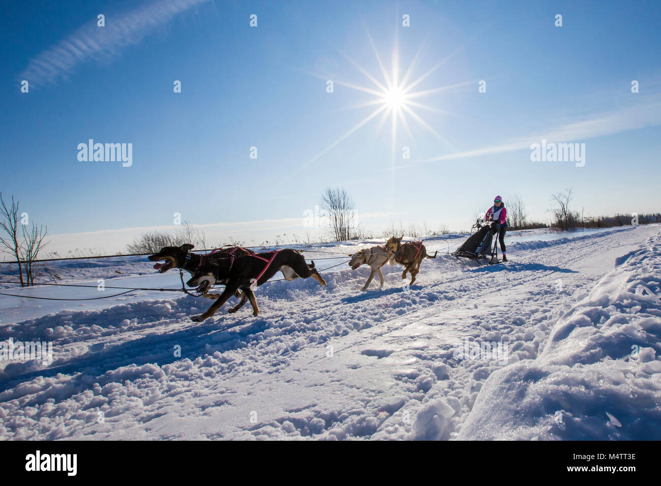 sled dogs in quebec Stock Photo - Alamy
