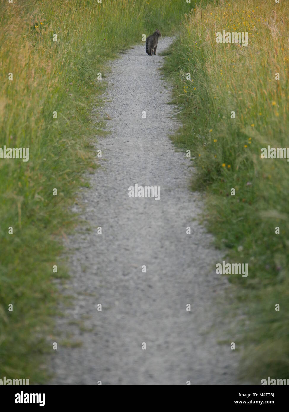 Animal cat kitty hi-res stock photography and images - Alamy