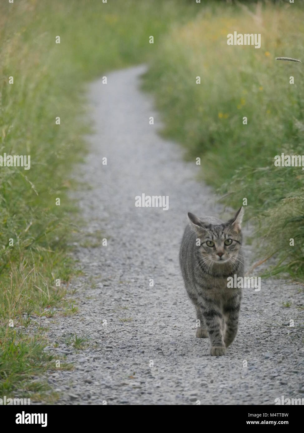 Cat Path High Resolution Stock Photography and Images - Alamy