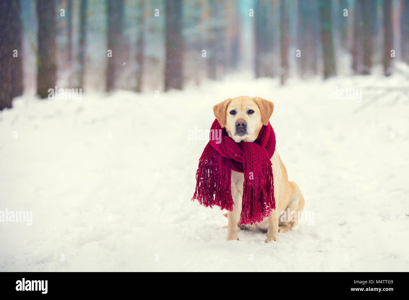 Dog Labrador retriever wearing knitted red scarf sitting outdoors in ...