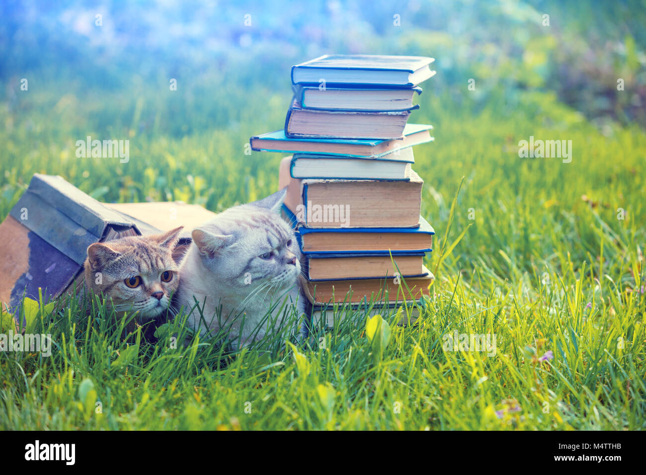 Book pile cat hi-res stock photography and images - Alamy