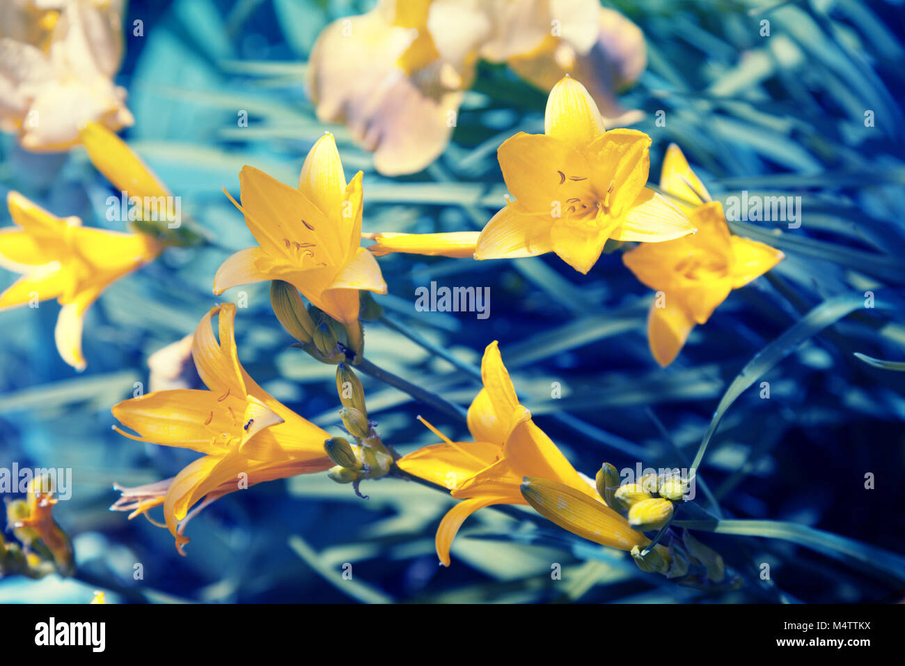 Wild lily flowers hi-res stock photography and images - Alamy