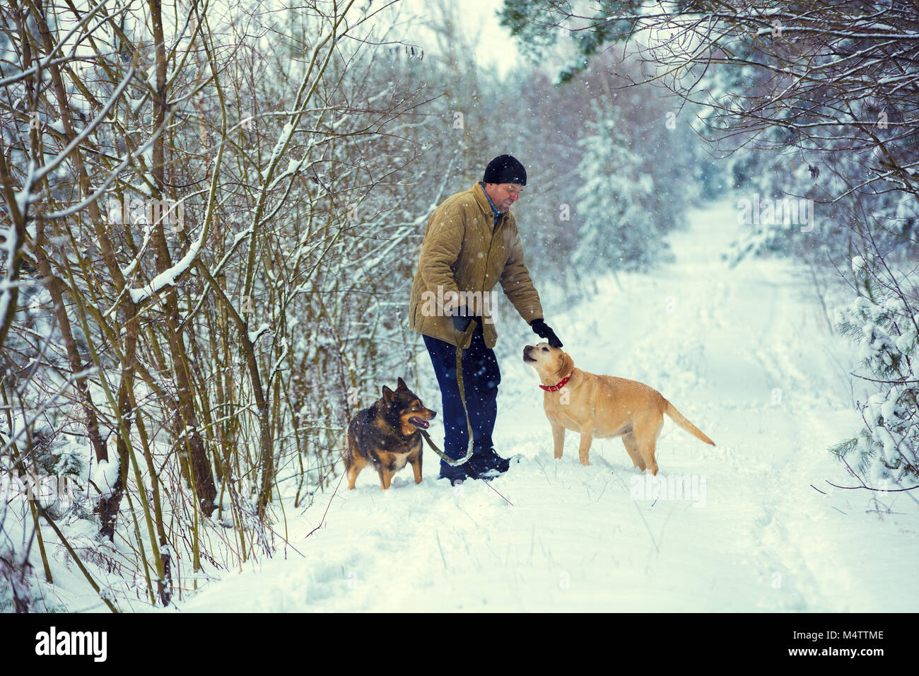 A man with two dogs walks in the woods in winter Stock Photo - Alamy