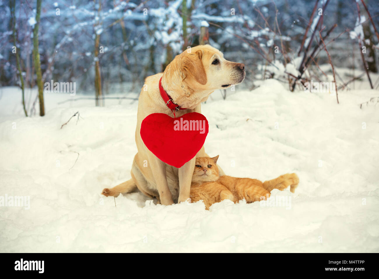 Labrador Retriever dog with a toy heart on a collar and a red cat sit ...