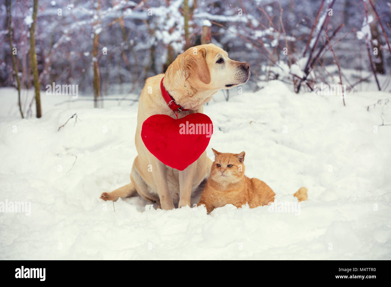 Labrador Retriever dog with a toy heart on a collar and a red cat sit ...