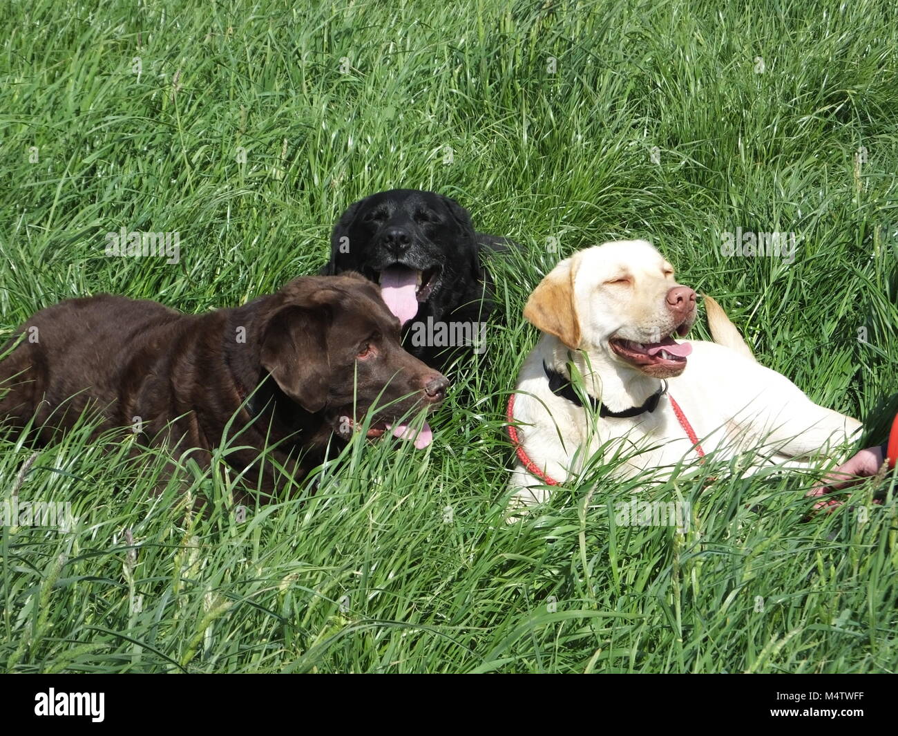 Black and yellow labradors hi-res stock photography and images - Alamy