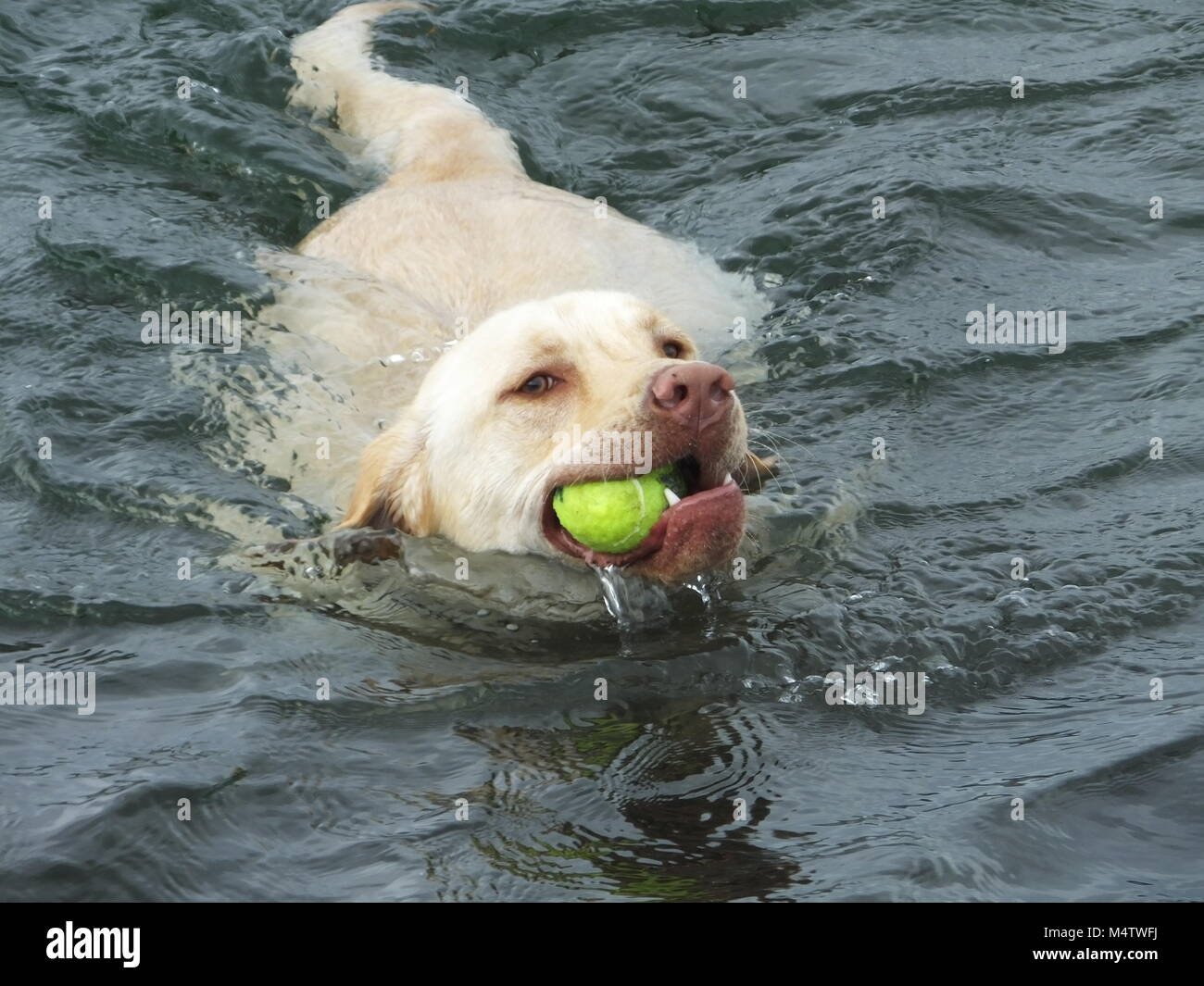 Golden lab hi-res stock photography and images - Alamy