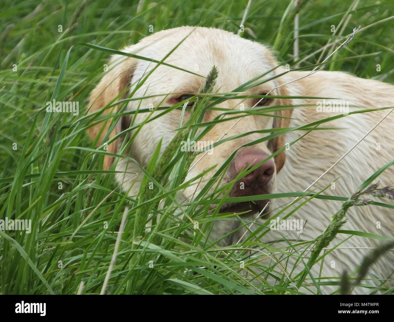 Golden Labrador Portrait in the sun. Buster Stock Photo - Alamy