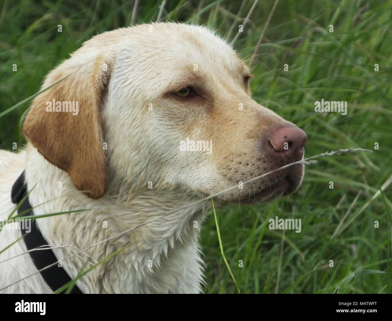 Golden Labrador Portrait in the sun. Buster Stock Photo - Alamy