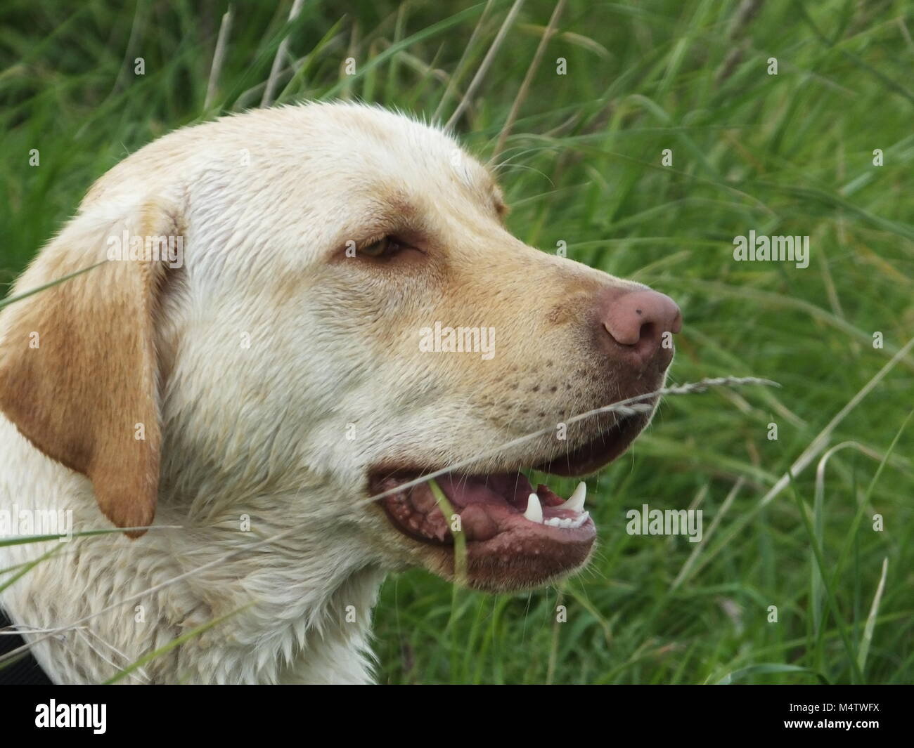 Golden Labrador Portrait in the sun. Buster Stock Photo - Alamy