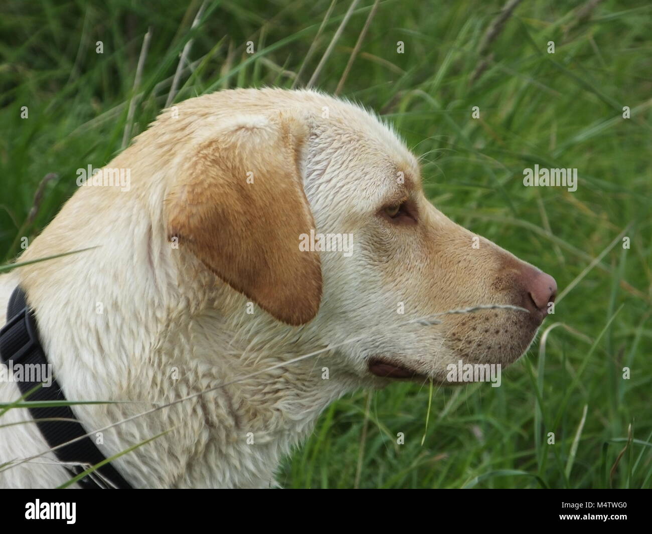 Golden Labrador Portrait in the sun. Buster Stock Photo - Alamy