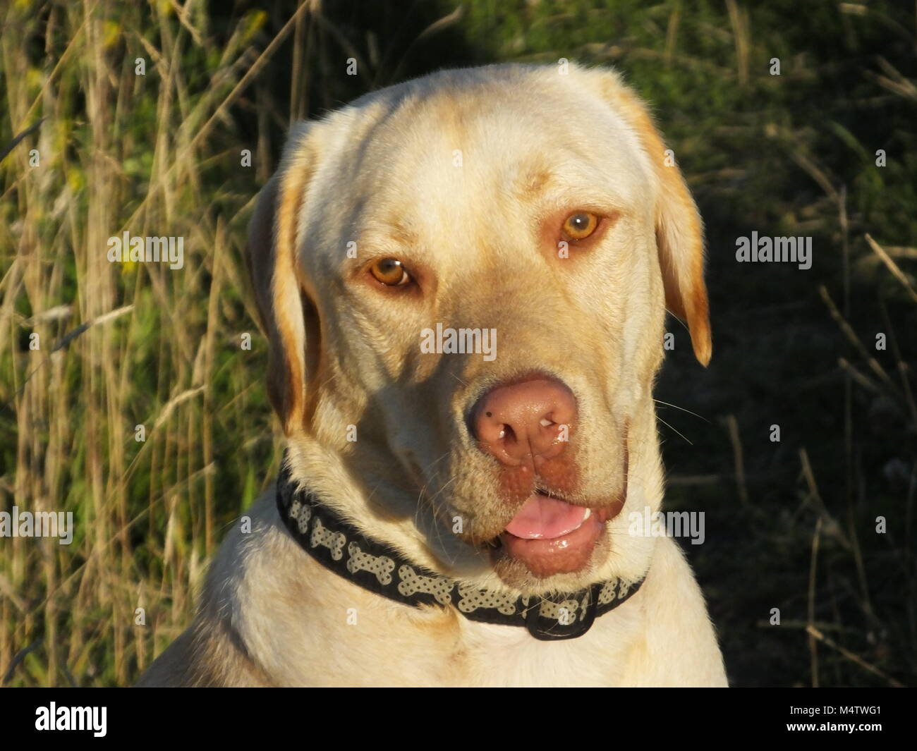 Golden Labrador Portrait in the sun. Buster Stock Photo - Alamy