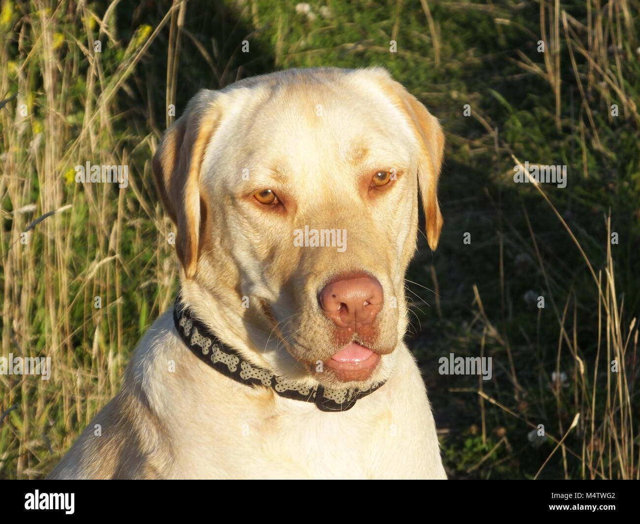 Golden Labrador Portrait in the sun. Buster Stock Photo - Alamy