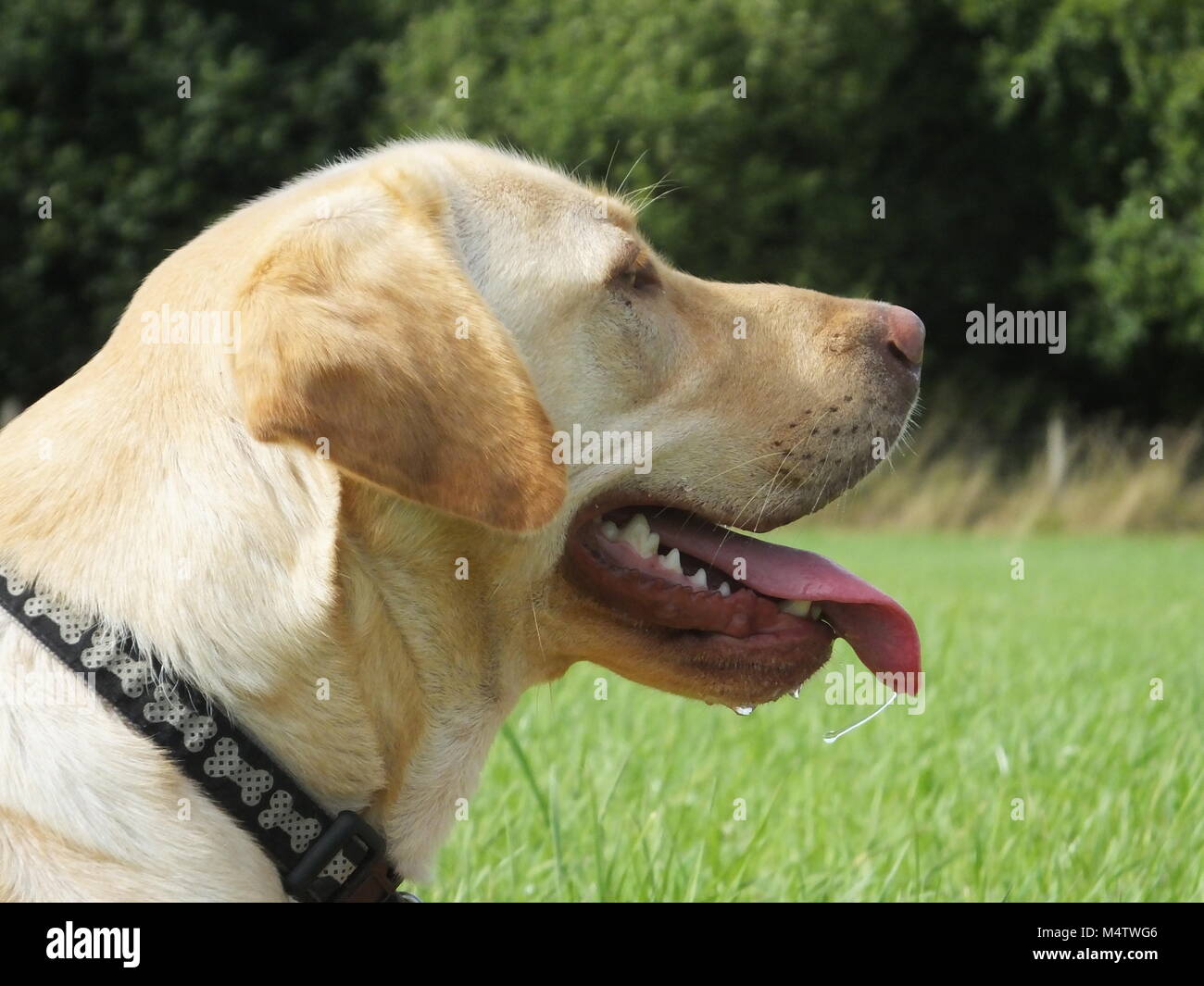 Golden Labrador Portrait in the sun. Buster Stock Photo - Alamy