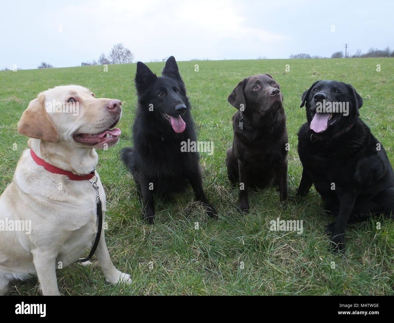 Black labrador on a walk hi-res stock photography and images - Alamy