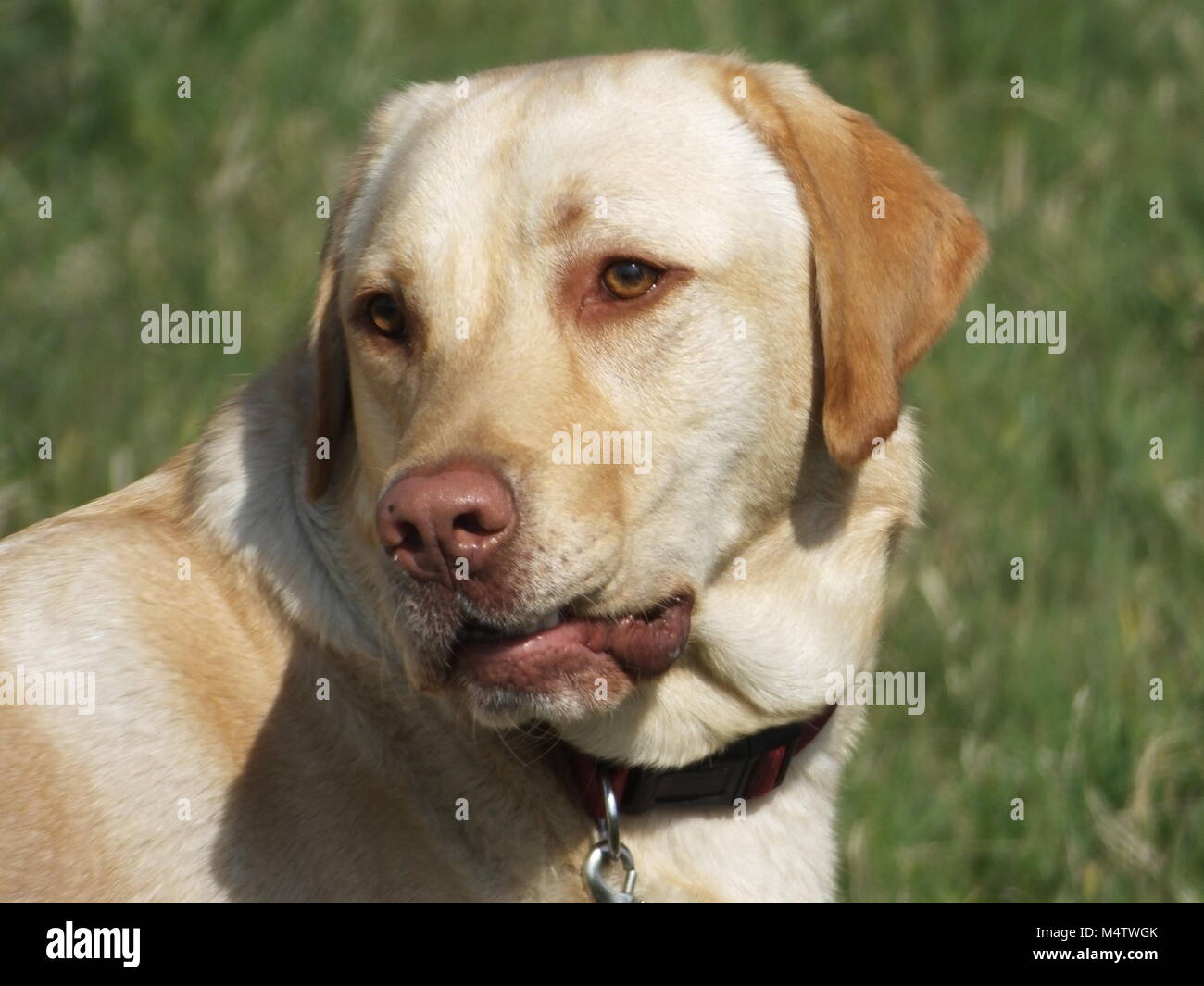Golden lab hi-res stock photography and images - Alamy