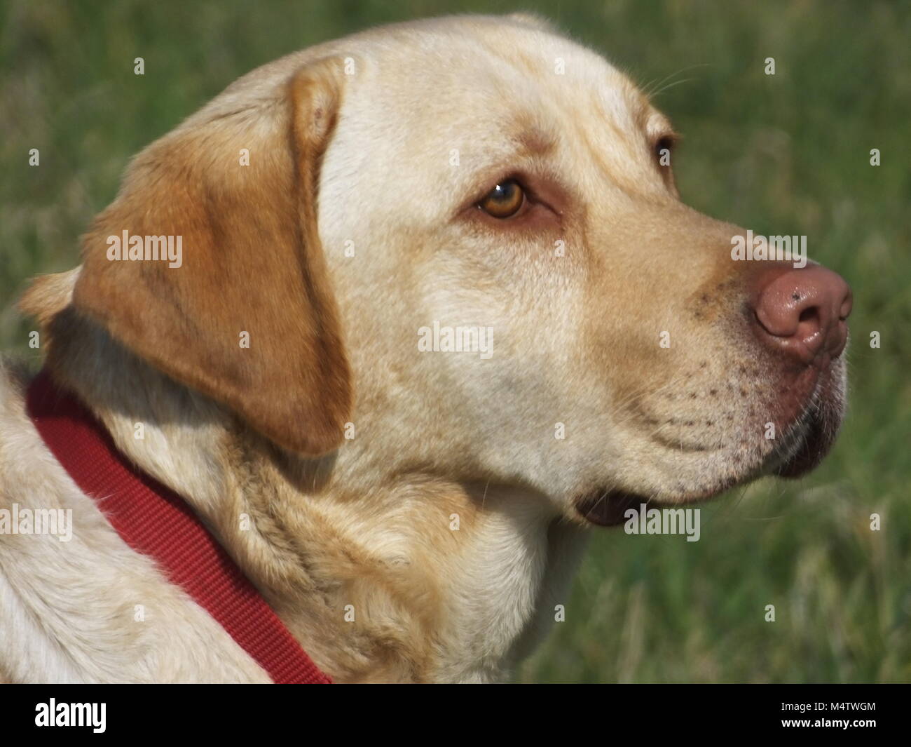 Buster brown hi-res stock photography and images - Alamy
