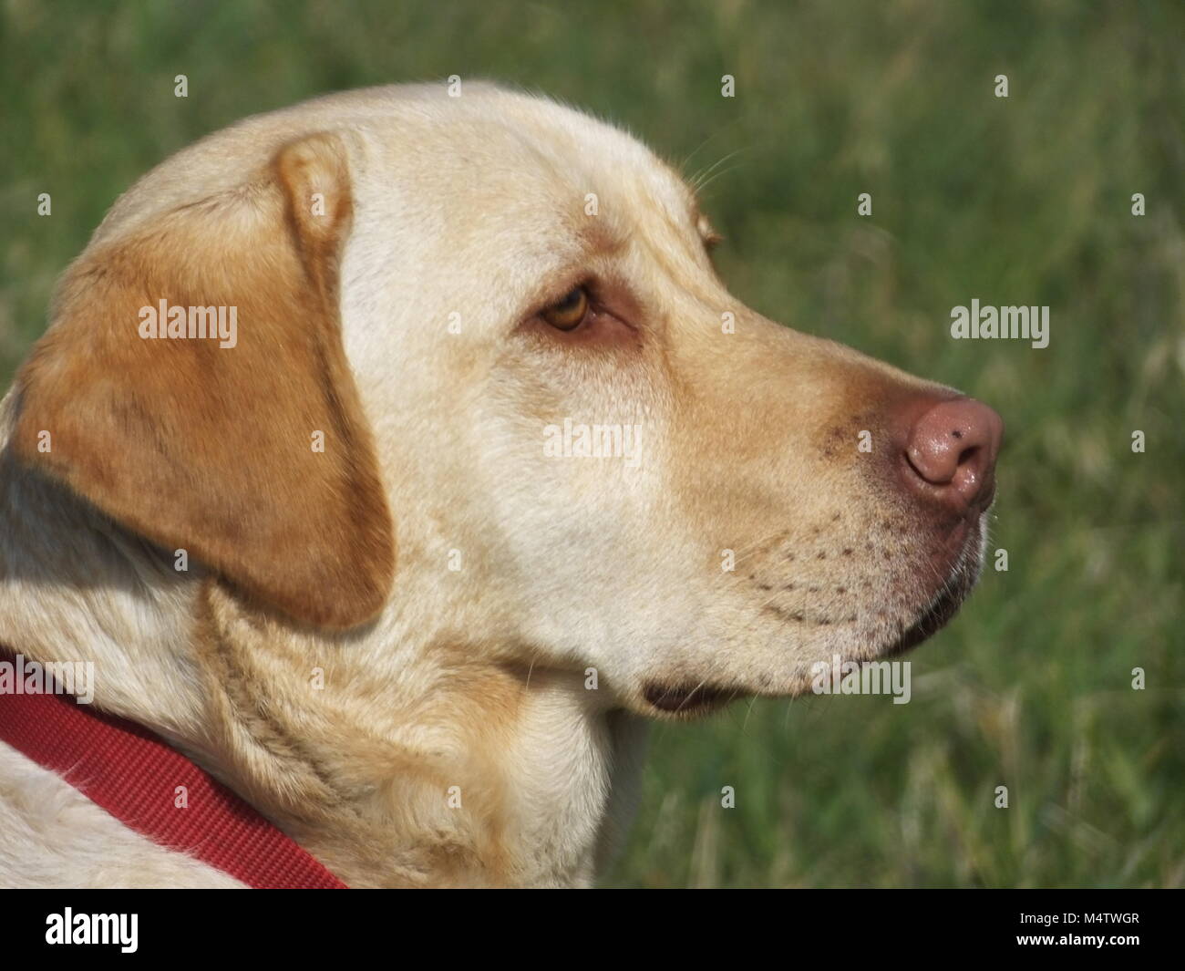 Golden labrador hi-res stock photography and images - Alamy