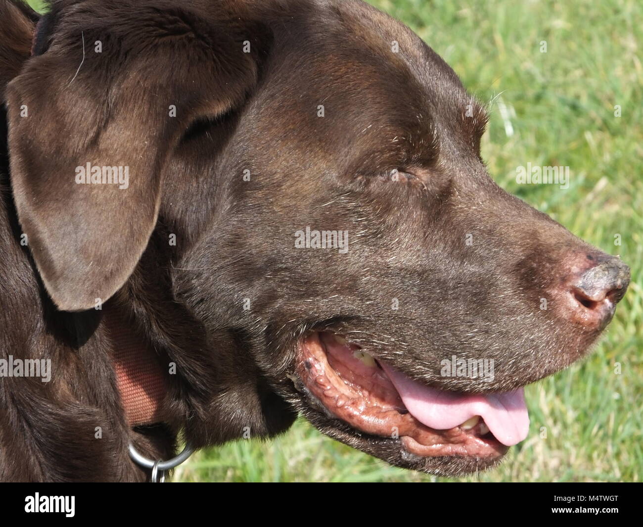 Old Chocolate Labrador playing in the sun with tennis balls Stock Photo ...