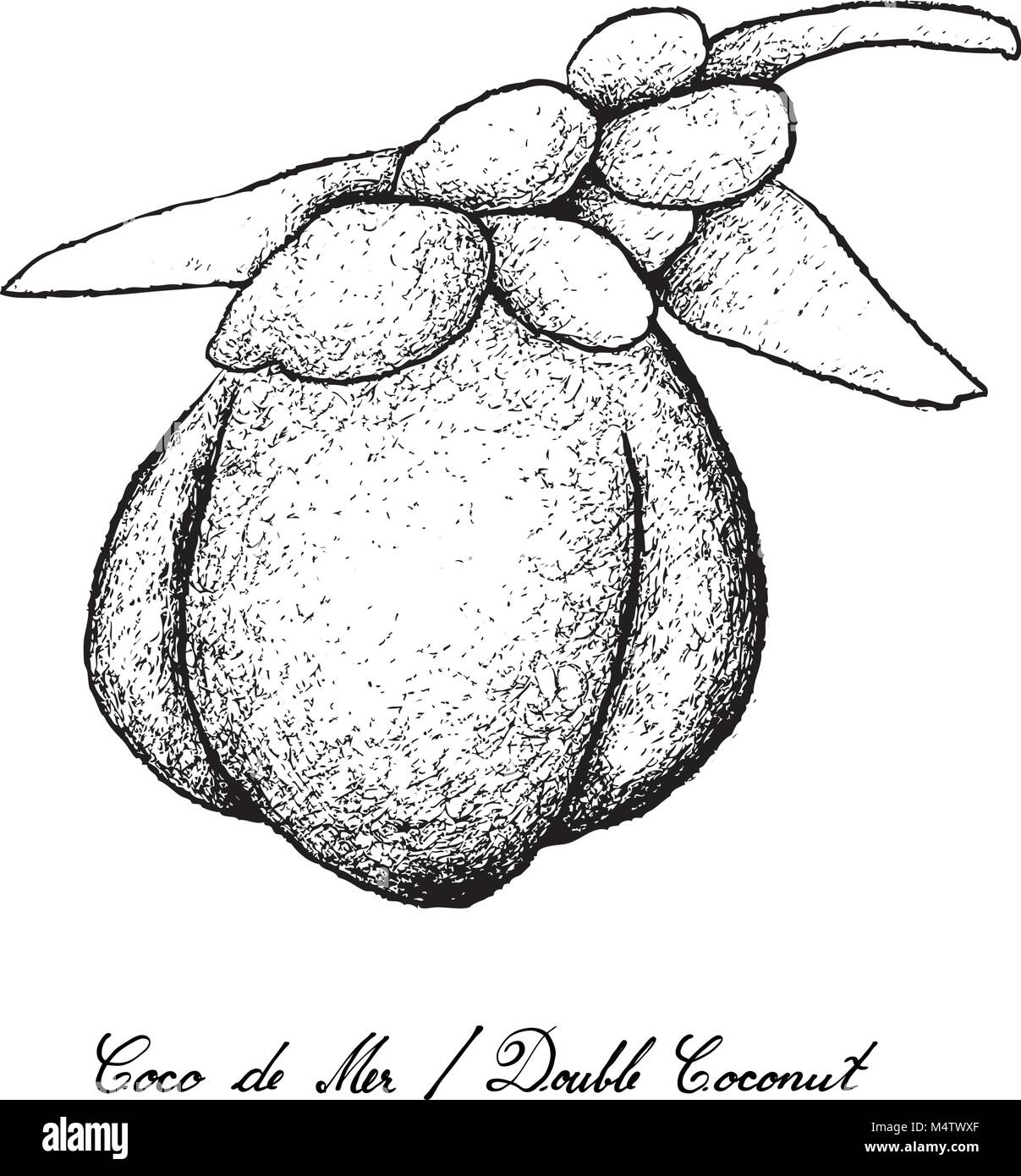 Lodoicea maldivica coconut Stock Vector Images - Alamy