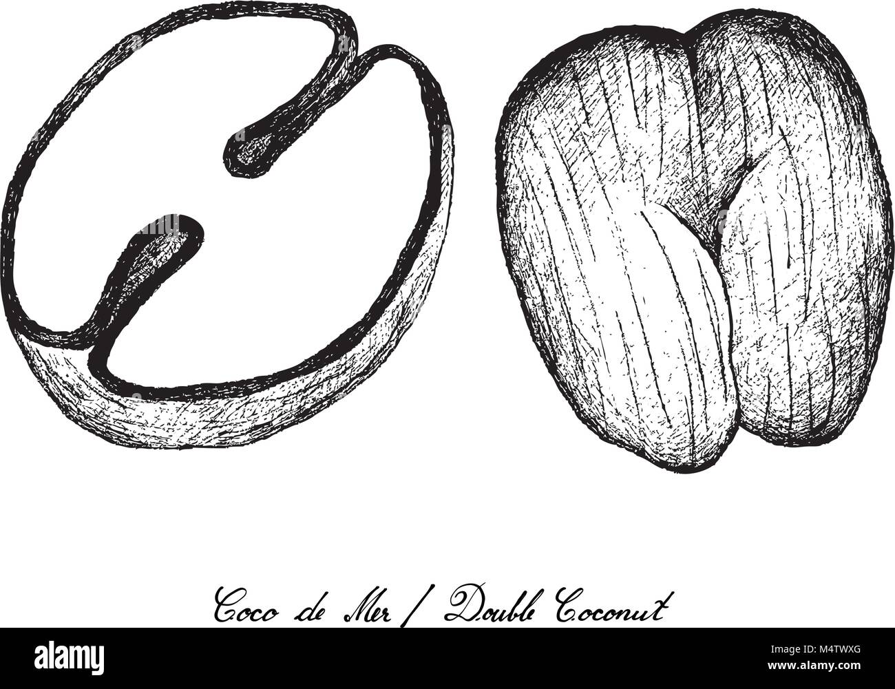 Tropical Fruits, Illustration of Hand Drawn Sketch Coco de Mer or ...