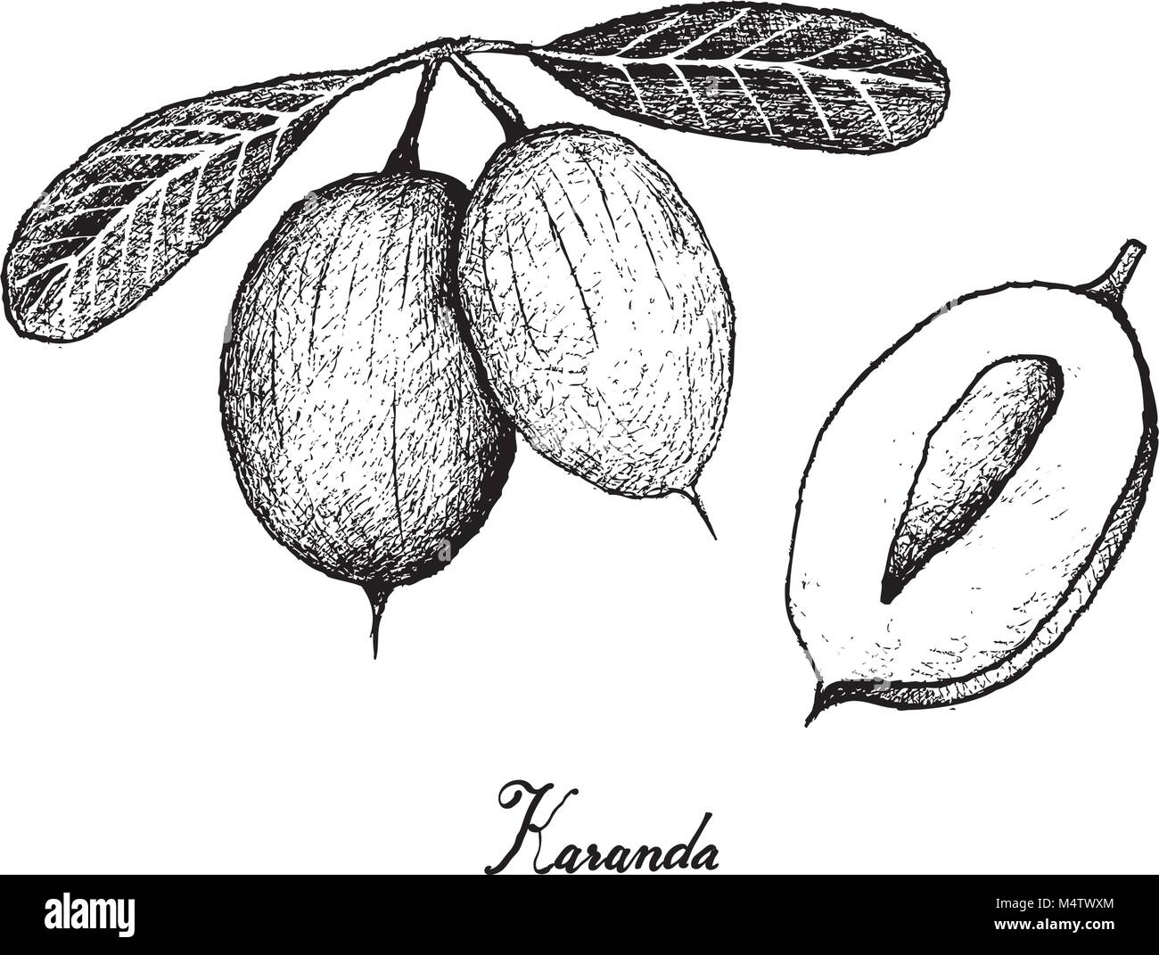 Tropical Fruits, Illustration of Hand Drawn Sketch Fresh Karanda or ...