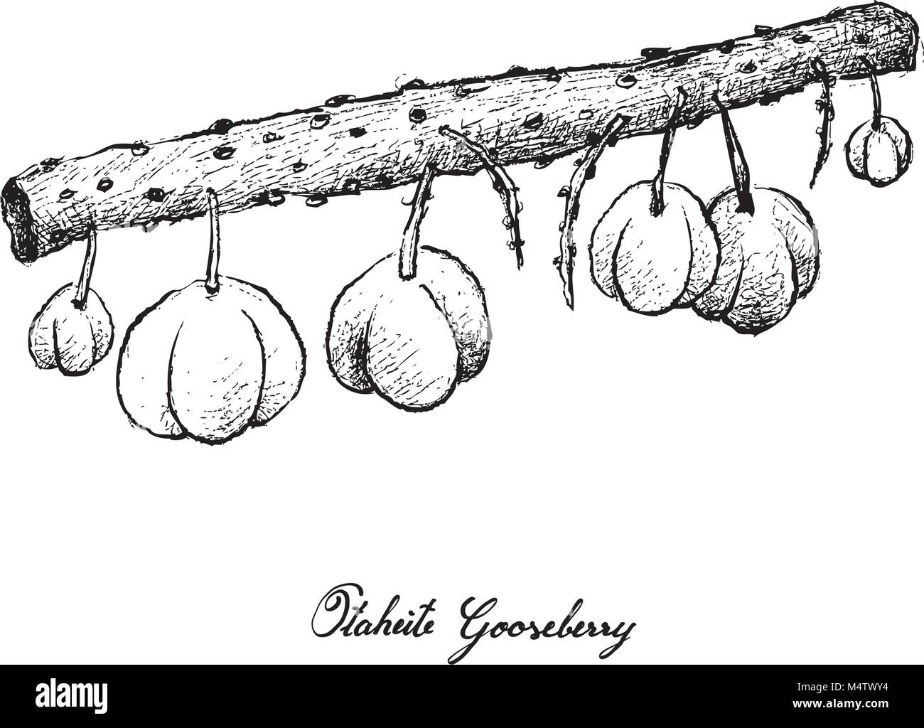 Tropical Fruits, Illustration of Hand Drawn Sketch Fresh Otaheite ...