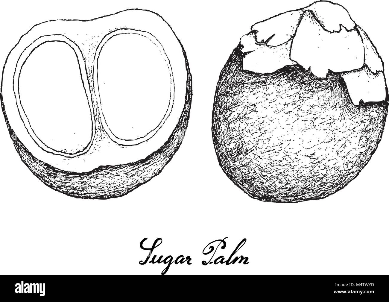 Arenga pinnata fruit hi-res stock photography and images - Alamy