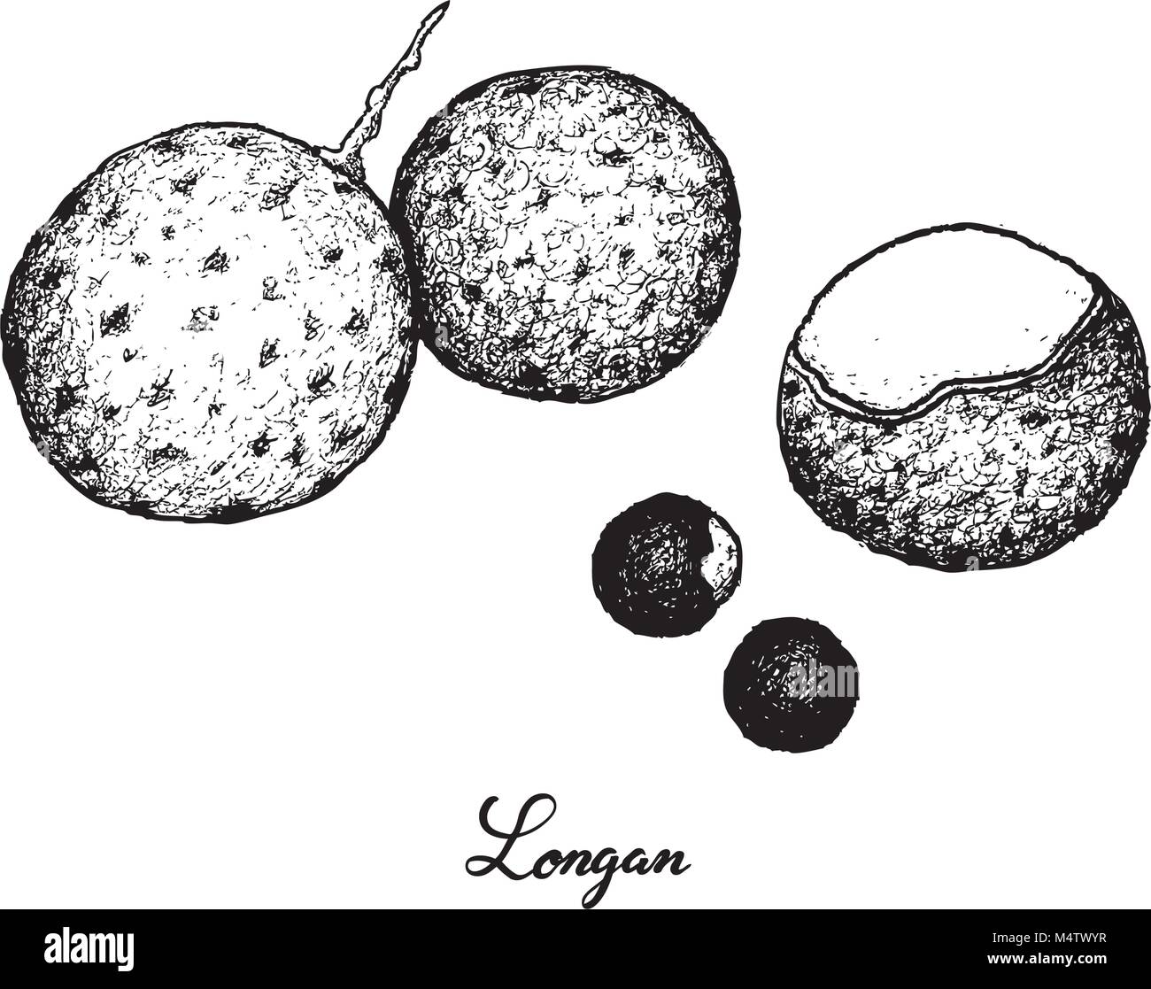 Longan Fruit Drawing