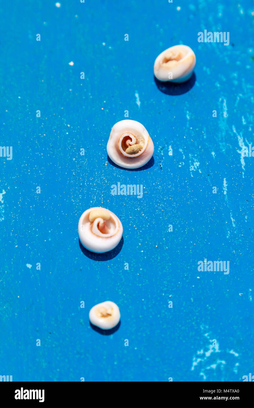 Sea shells on a deck of an old blue wooden boat, Boracay Island ...