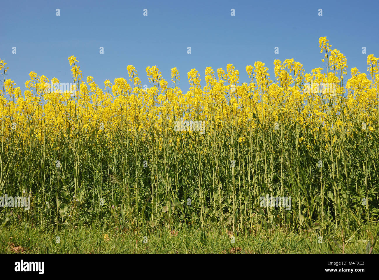 Flower of rape Stock Photo - Alamy