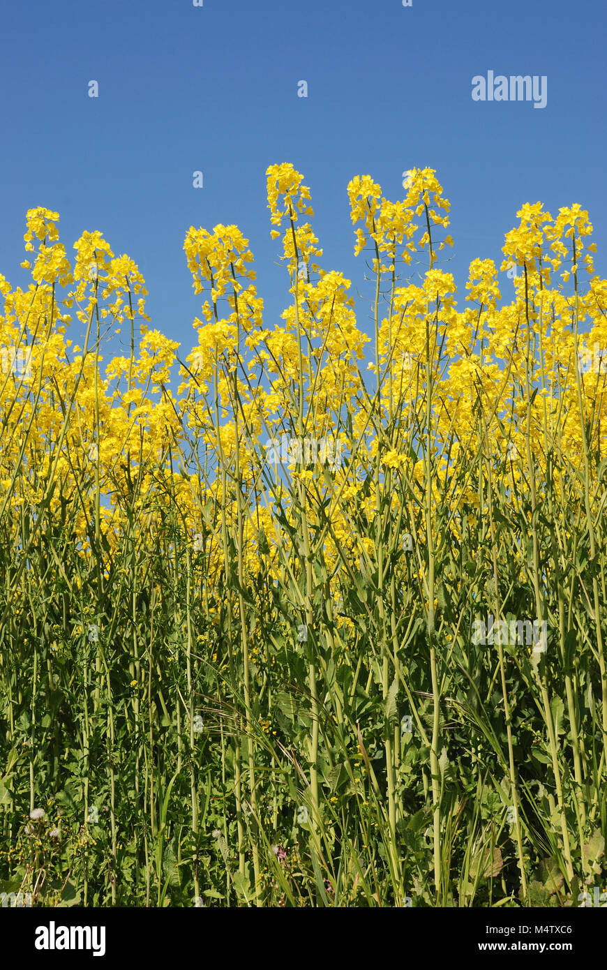 Flower of rape Stock Photo - Alamy