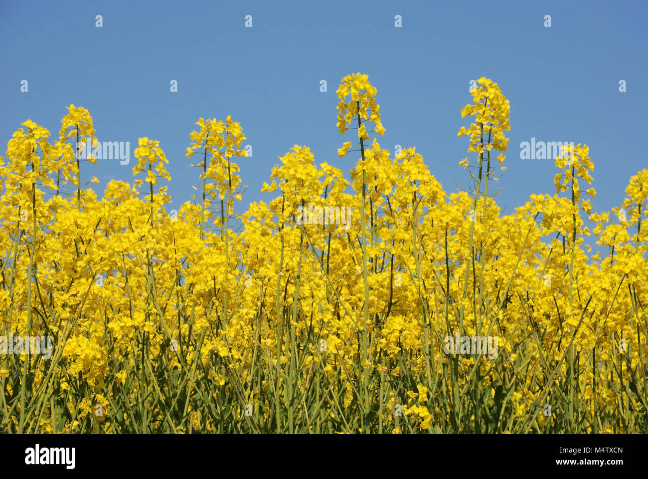 Flower of rape Stock Photo - Alamy