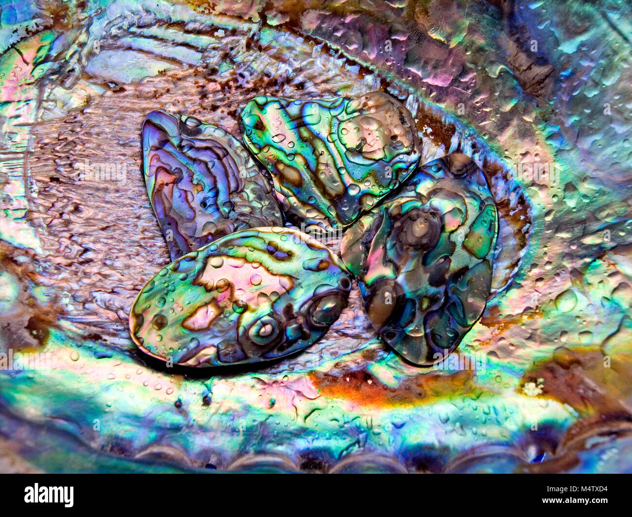 Colourful shells hi-res stock photography and images - Alamy