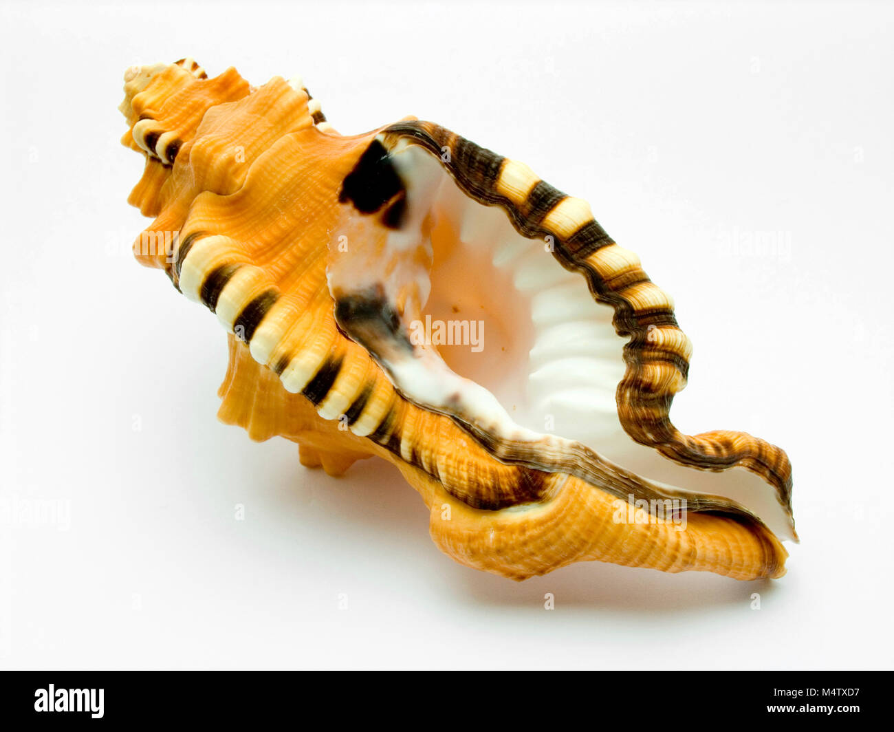 Triton shell hi-res stock photography and images - Alamy