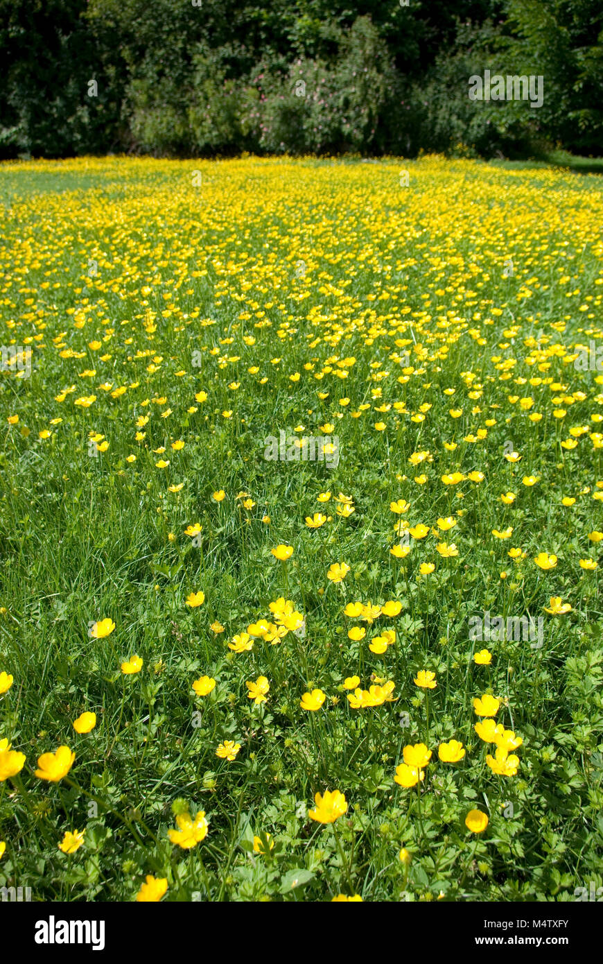 Yellow buttercups flowering hi-res stock photography and images - Alamy
