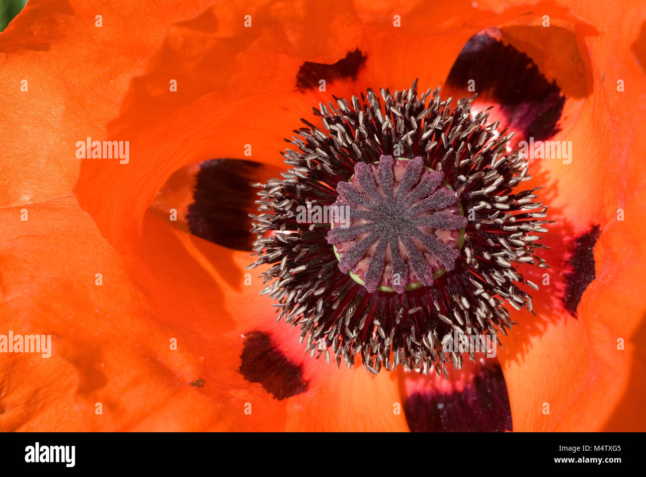 Poppy head detail hi-res stock photography and images - Alamy