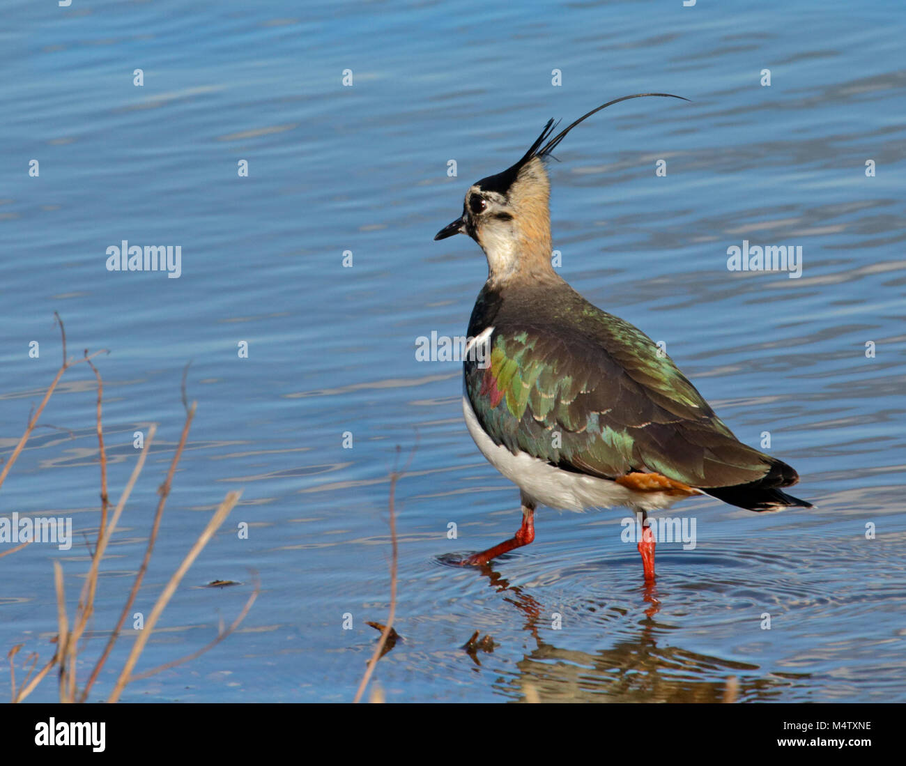 Green plovers hi-res stock photography and images - Alamy